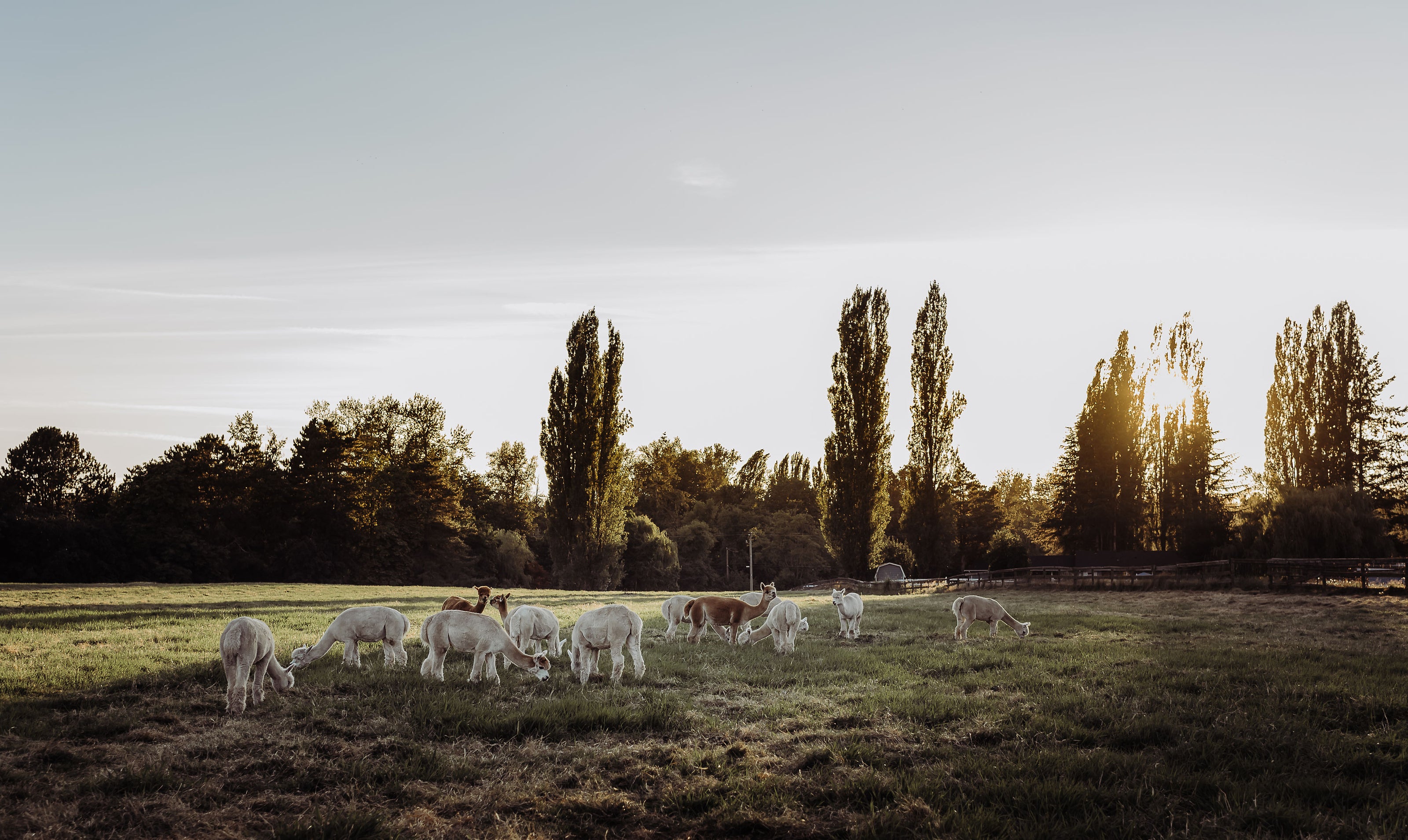 Public Farm Tours – Kensington Prairie Farm Ltd.