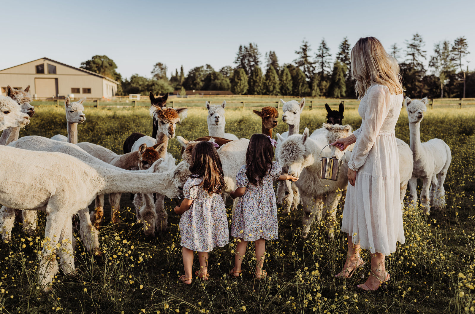 Farm Tours – Kensington Prairie Farm Ltd.